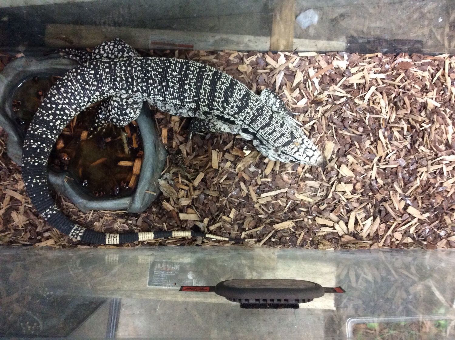 Beautiful Blue Ice Tagou Salvator Tegu by B & B Exotic Animals ...