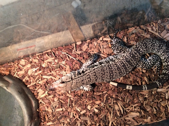 Blue Ice Tego Hybrid 100% Hat Albino With Papers Argentine Tegus by B ...