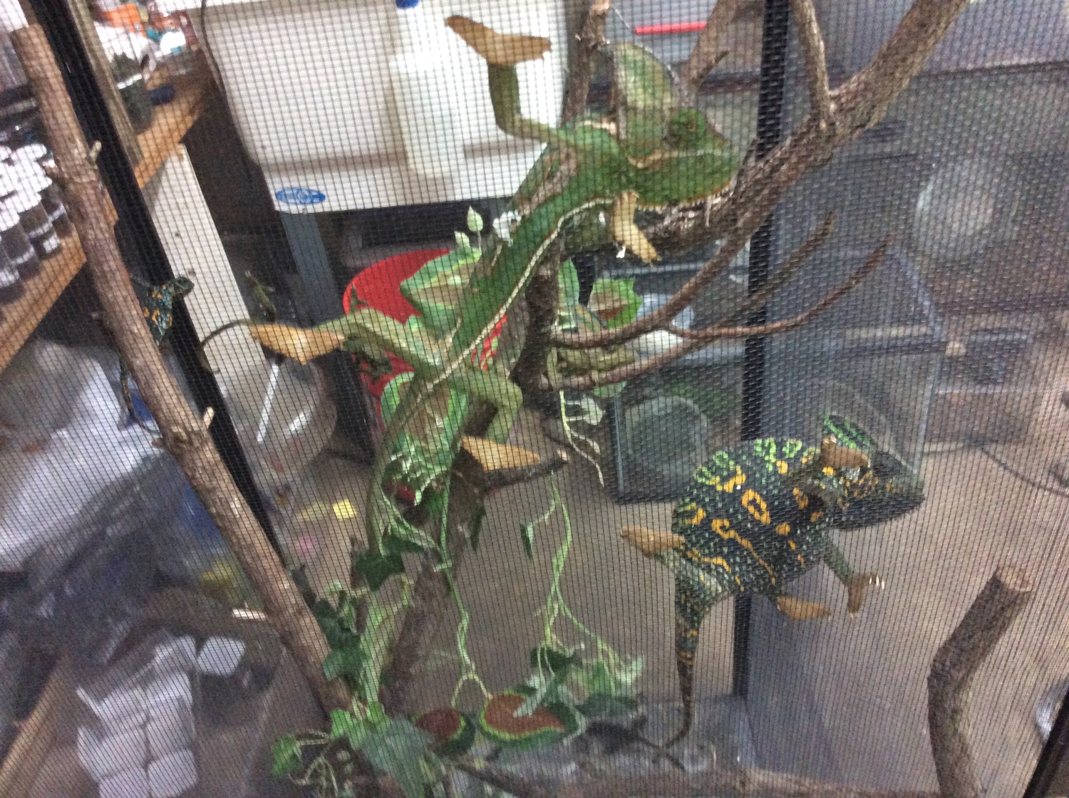 Beautiful Vail Chameleons Males And Females Available Spectacular ...