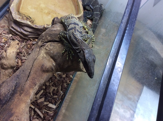 Outstanding Captive Hatched Black Roughneck Monitors Only Two Left by B ...
