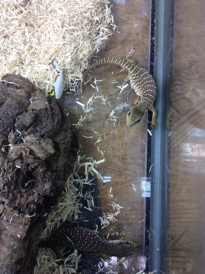 Captive Hatched Savannah Monitor by B & B Exotic Animals