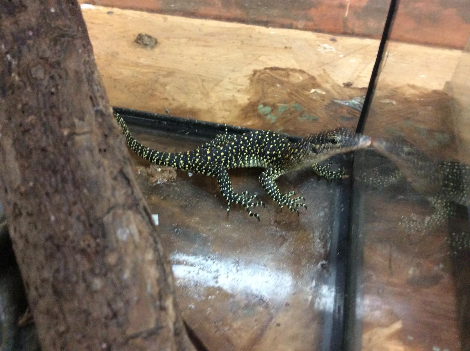 Captive Hatched Mangroves Monitor Simply Stunning Mangrove Monitor by B ...