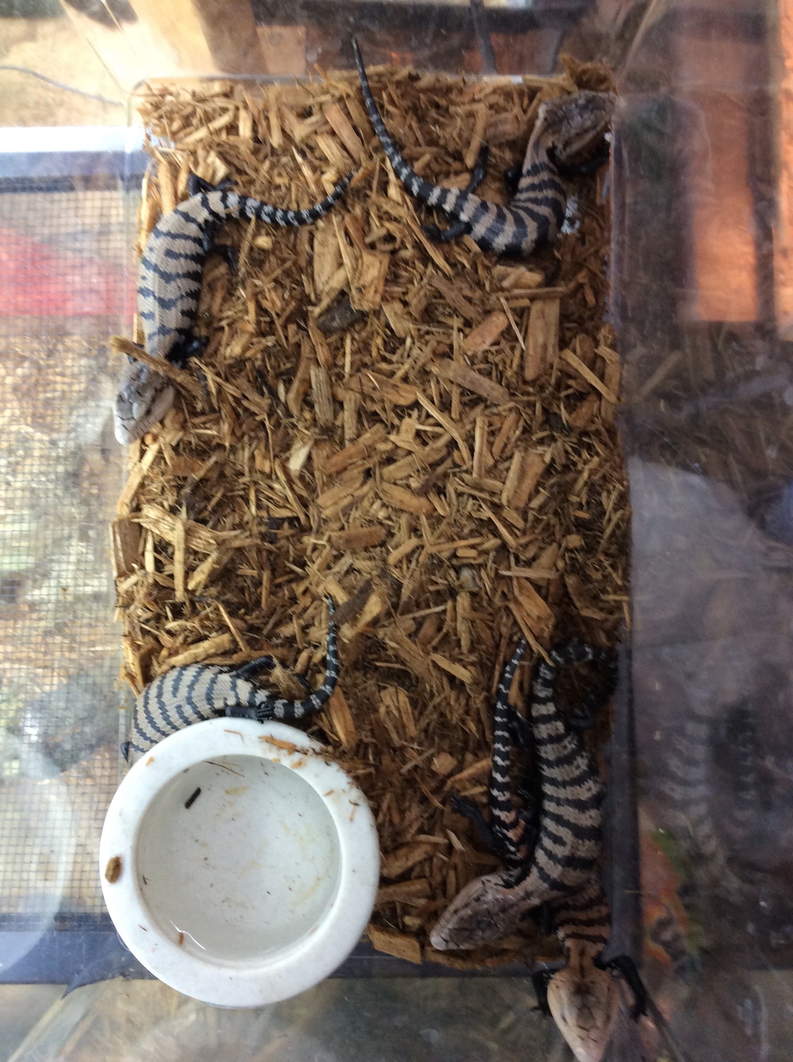 Captive Hatched Indonesian Halmahera Blue Tongue Skinks Incredible ...