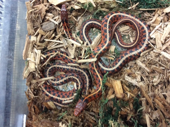 Flame Red Captive Bred Garter Snakes by B & B Exotic Animals