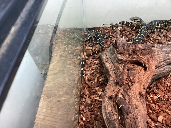 Beautiful Captive Hatched Ornate Nile Monitors What Outrageously ...