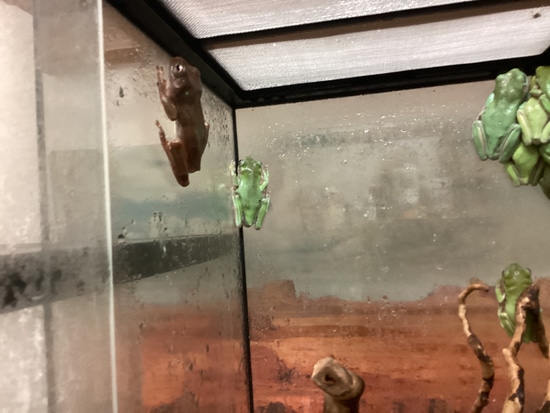 Whites Tree Frogs White's Tree Frog by B & B Exotic Animals