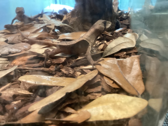 Peruvian Dead Leaf Lizard More Lizard by B & B Exotic Animals