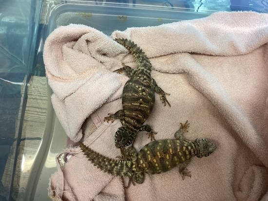 Captive Bread, Ornate Uromastyx by B & B Exotic Animals