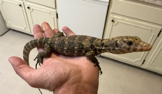 Sulfur Water Monitor by B & B Exotic Animals