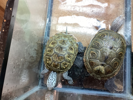 Diamond Back Tarpon Terrapin by B & B Exotic Animals