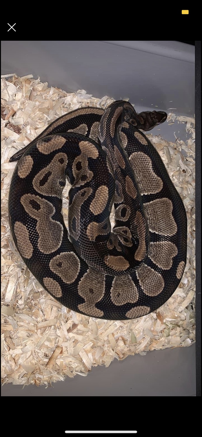 Triple Het Lav. Albino/G-Stripe/VPI Axanthic Ball Python by Reptile ...