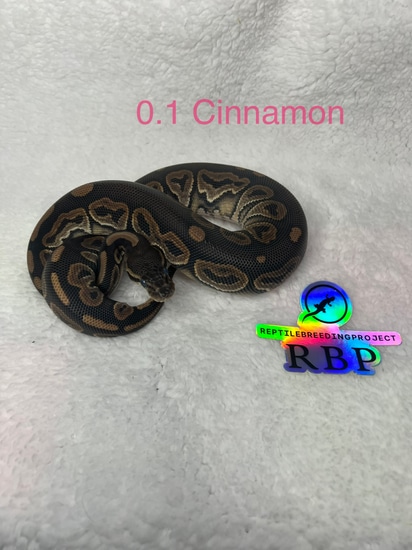 Female Cinnamon Ball Python by Reptile Breeding Project