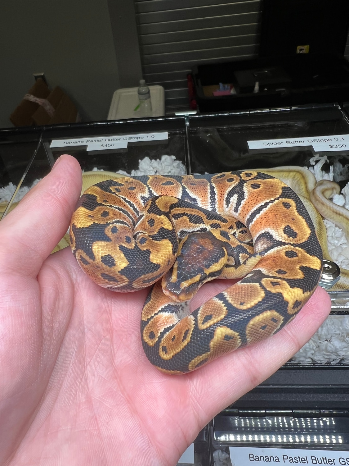 OD Special Ball Python by Reptile Breeding Project - MorphMarket