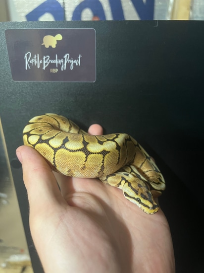 Spider Special Yellowbelly Ball Python by Reptile Breeding Project