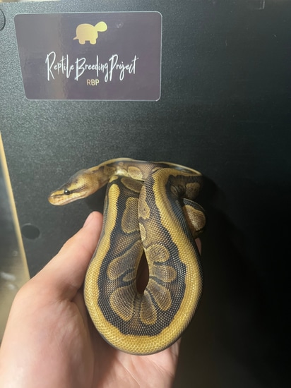 Mahogany Woma Ball Python by Reptile Breeding Project