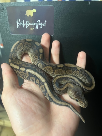 Cinnamon Mahogany Woma Ball Python by Reptile Breeding Project