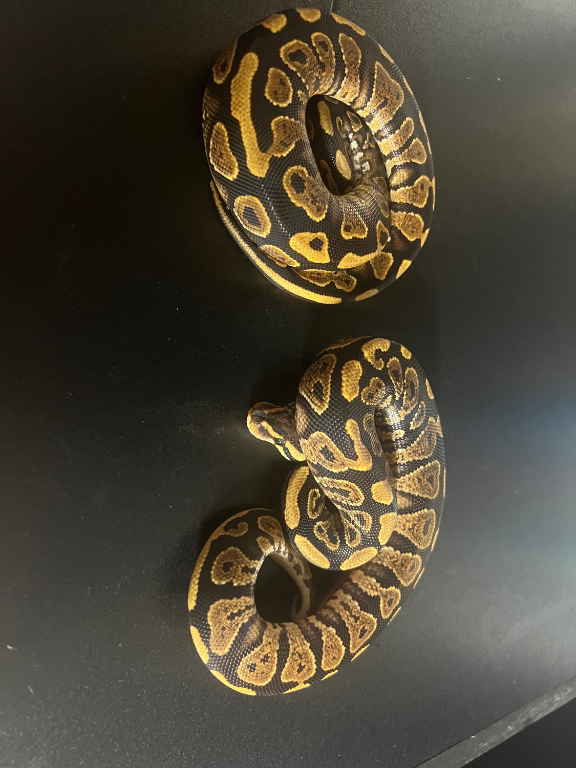 Yellowbell Het Lav/Gstripe Pair Ball Python by Reptile Breeding Project ...