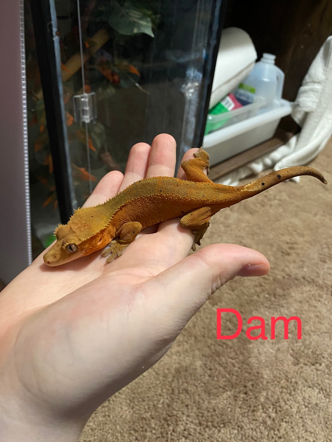 Red-bicolor Crested Gecko by Triple Platinum Exotics - MorphMarket