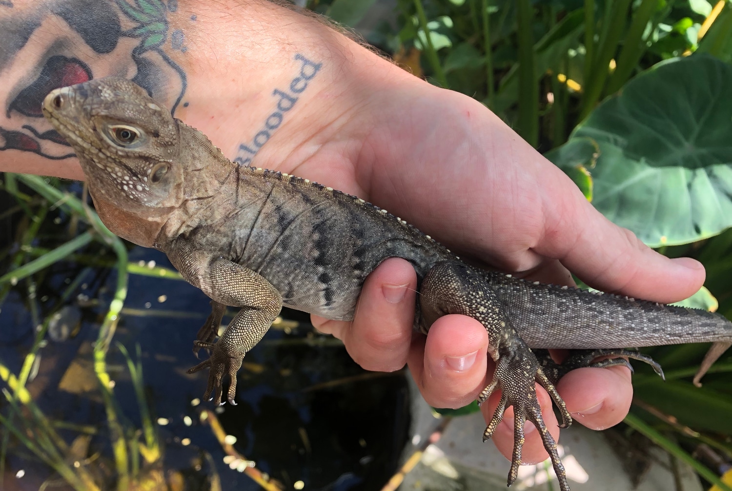Cyclura Lewisi Other Iguana by Cameron Lamb Exotics - MorphMarket