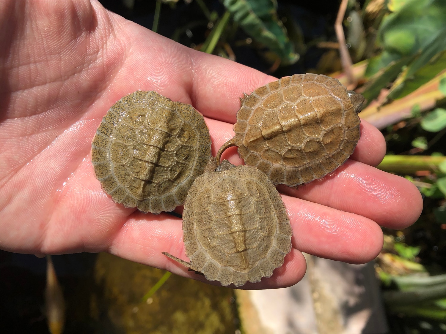 North American Wood Turtle by Cameron Lamb Exotics - MorphMarket