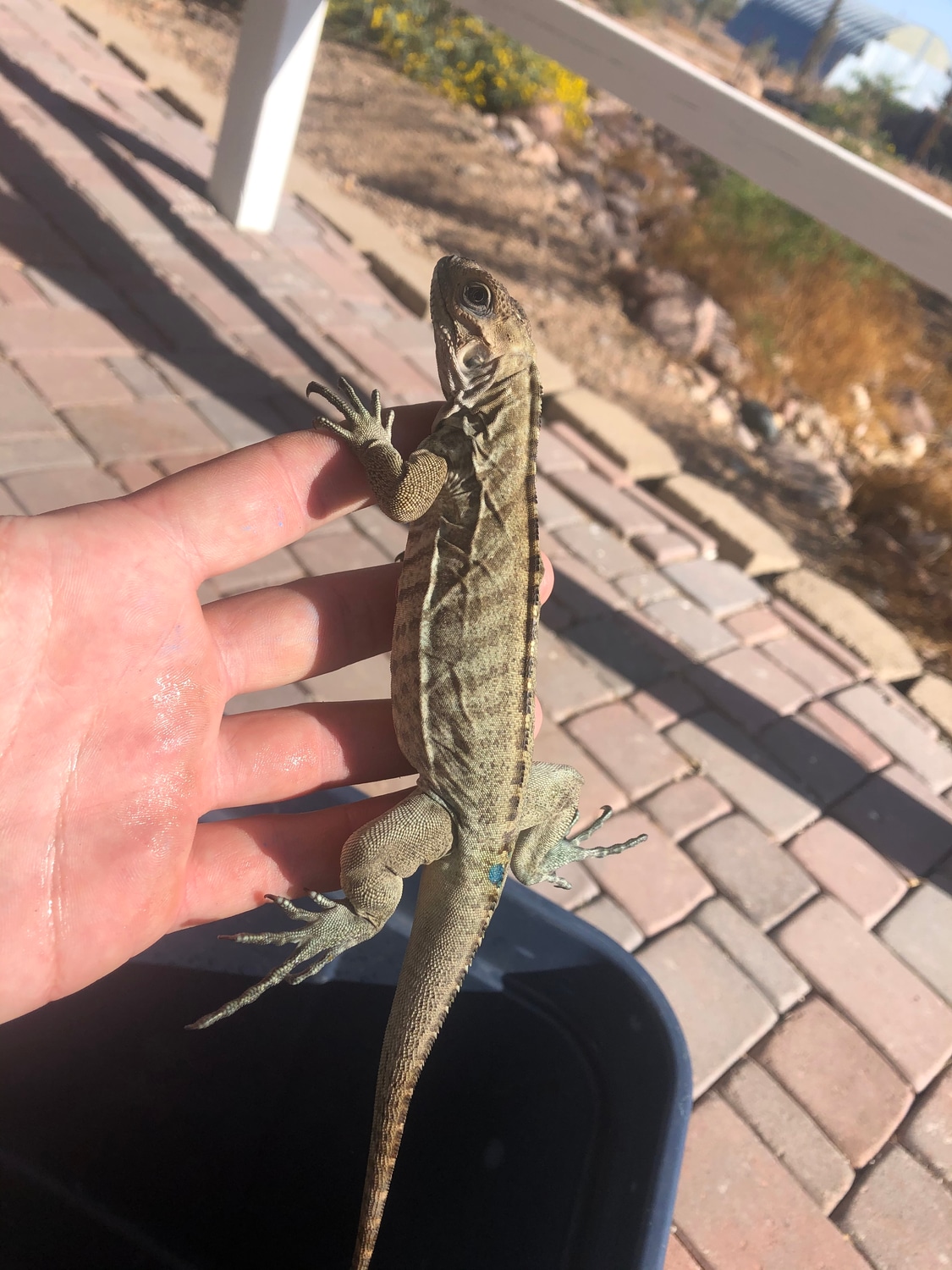 Rhino Iguanas Other Iguana by Cameron Lamb Exotics - MorphMarket