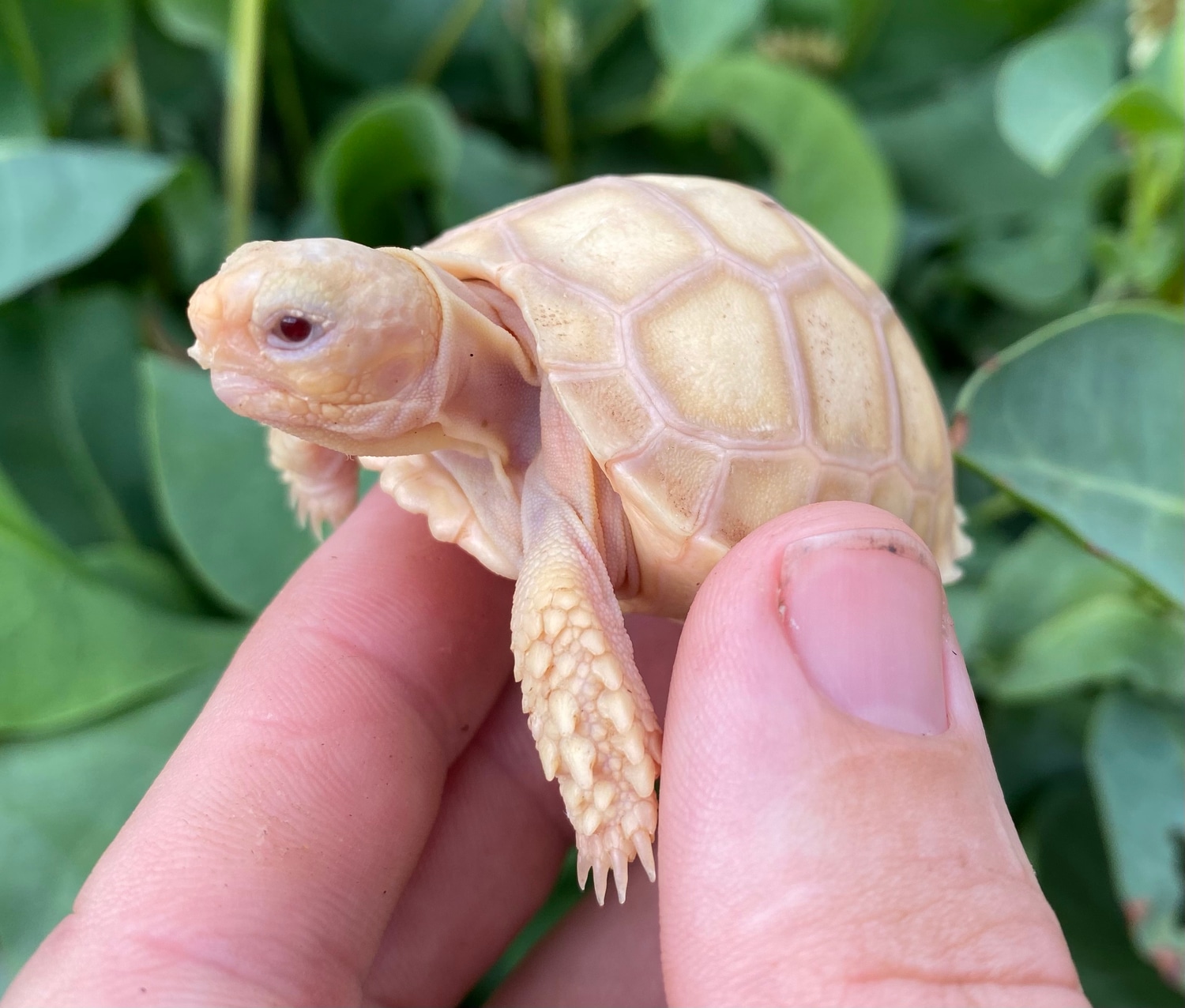 Ivory Sulcata Tortoise by Cameron Lamb Exotics - MorphMarket