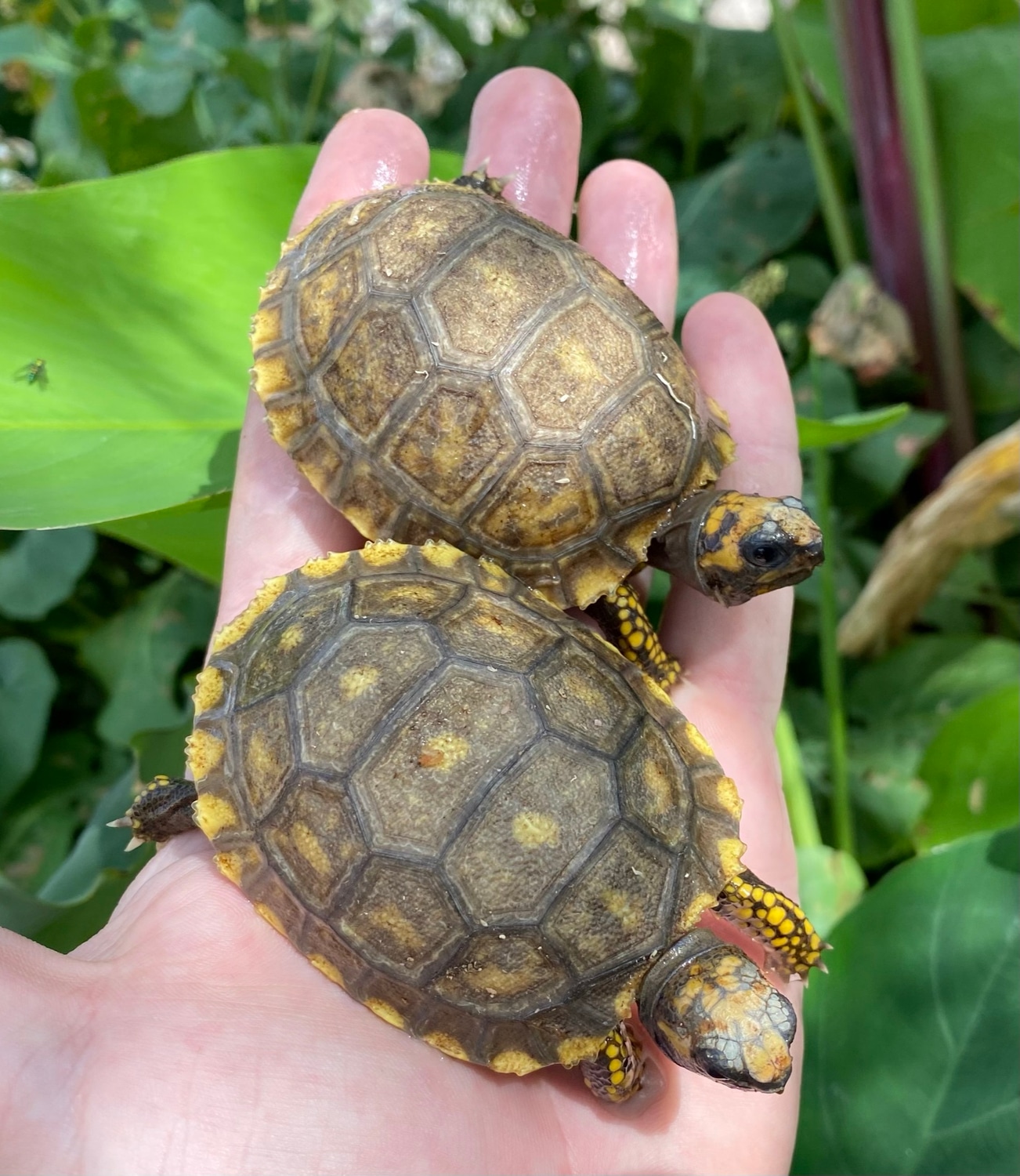 Yellow Foot Tortoise Yellow-Footed Tortoise by Cameron Lamb Exotics ...