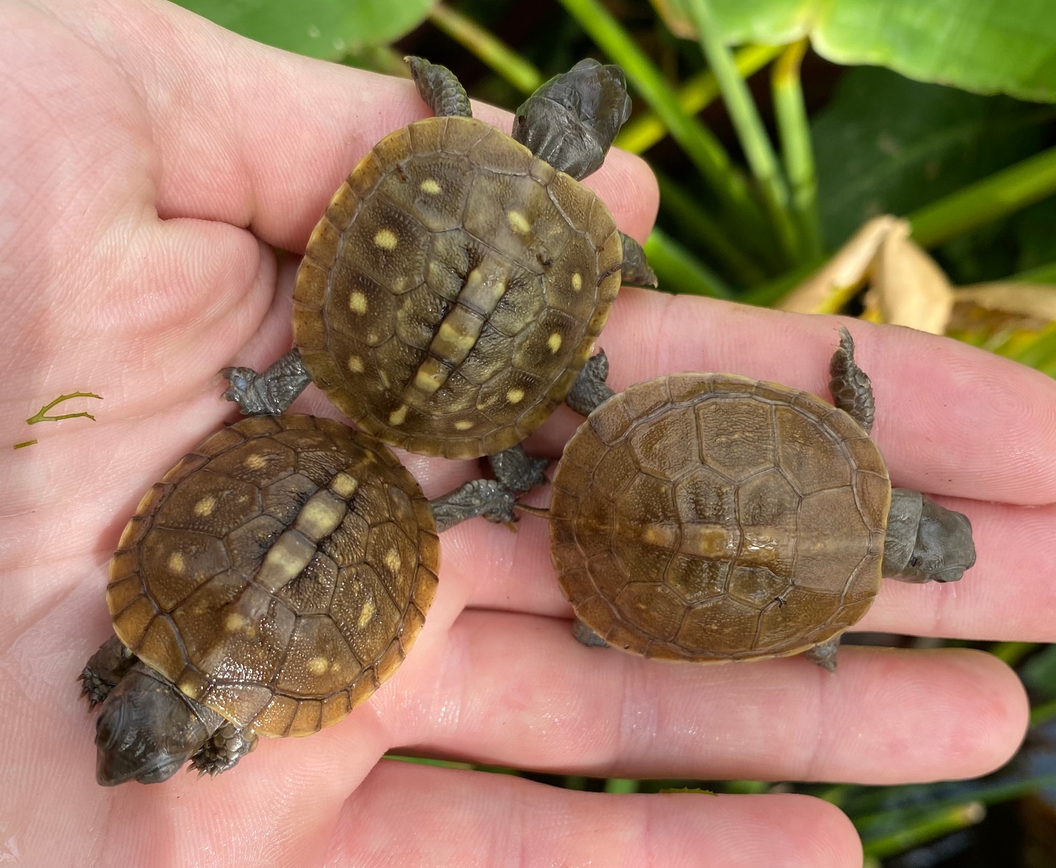 3 Toe Box Turtles by Cameron Lamb Exotics - MorphMarket