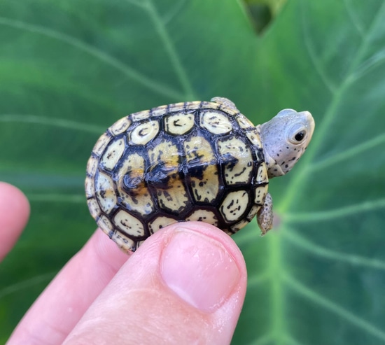 Ornate Diamond Back Terrapins Box Turtle by Cameron Lamb Exotics