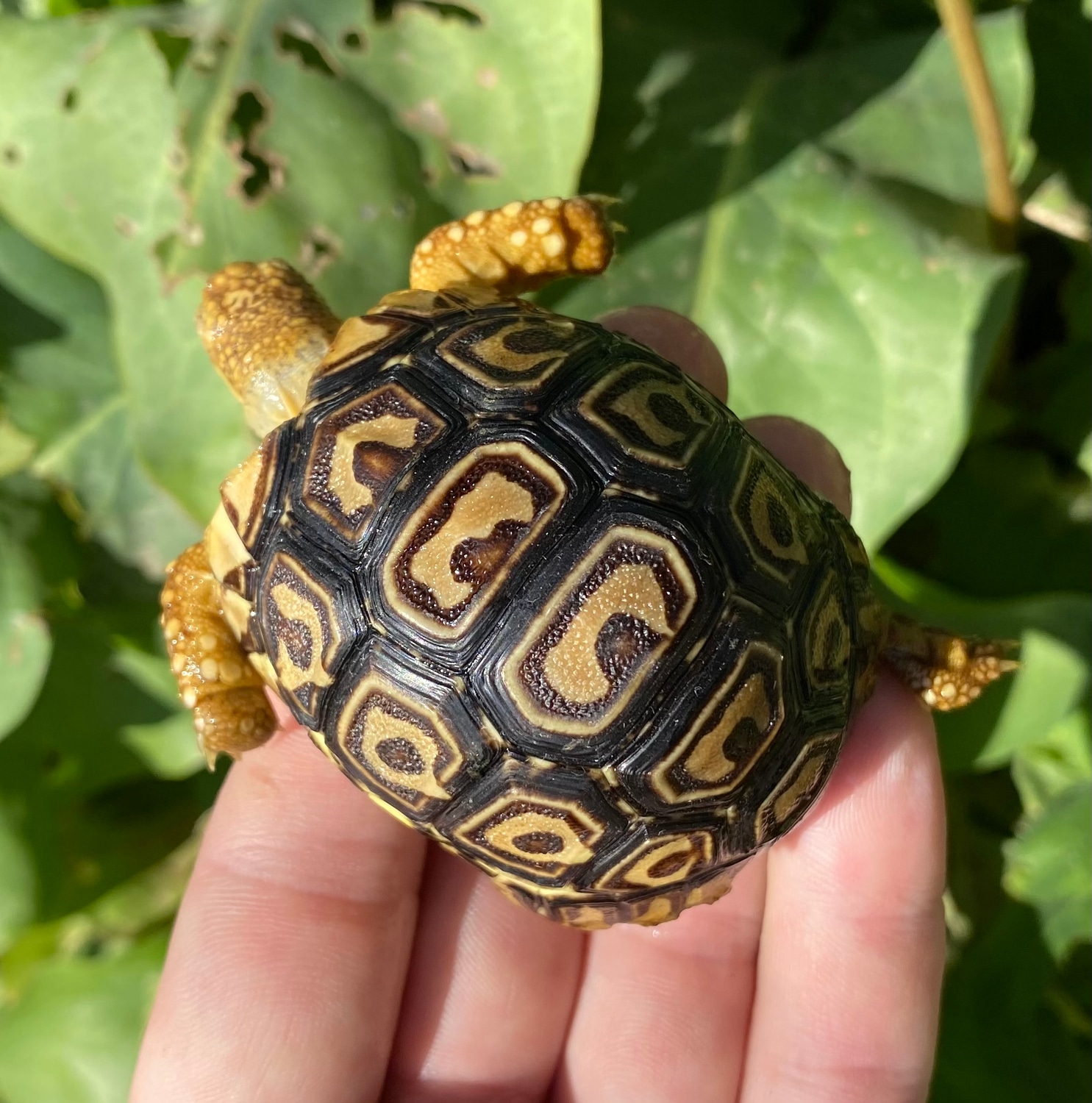 Leopard Tortoise by Cameron Lamb Exotics - MorphMarket
