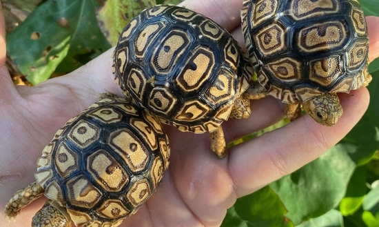 Leopard Tortoise by Cameron Lamb Exotics
