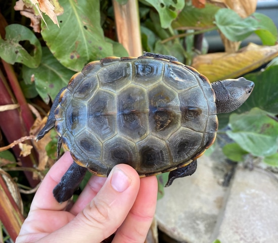 Northern Diamondback Terrapins Box Turtle by Cameron Lamb Exotics