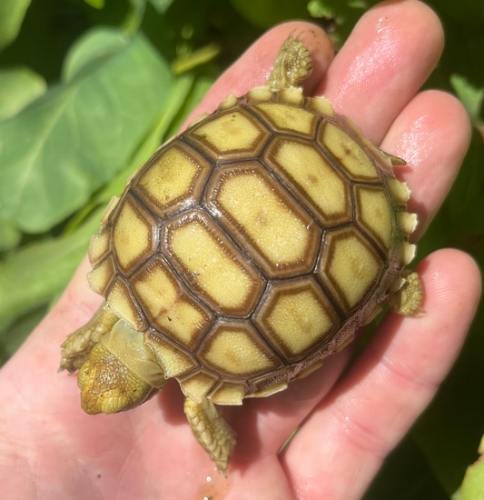 Sulcata Tortoises by Cameron Lamb Exotics