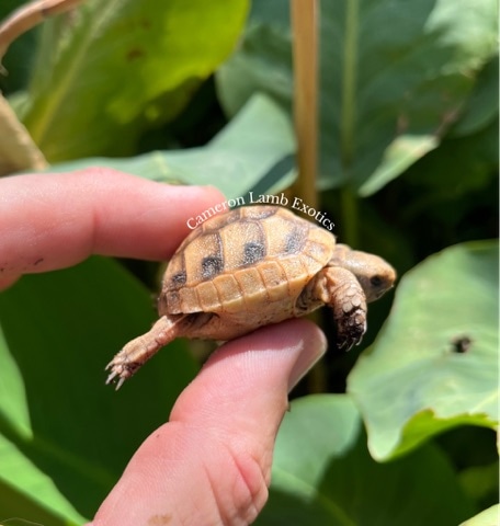 Golden Greek Tortoise by Cameron Lamb Exotics