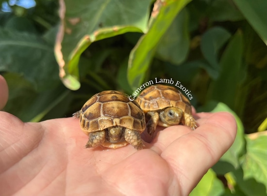 Jordanian Greeks Greek Tortoise by Cameron Lamb Exotics