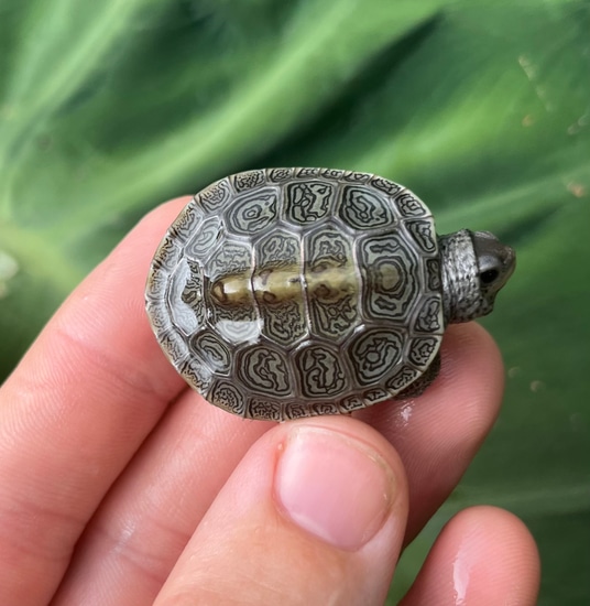 Northern Diamondback Terrapins Box Turtle by Cameron Lamb Exotics