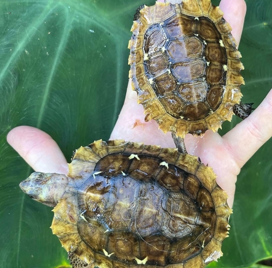 Cb Homeana Hingeback Tortoise Home's Hinge-Back Tortoise by Cameron ...