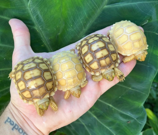 100% Het For Ivory Sulcata Sulcata Tortoise by Cameron Lamb Exotics