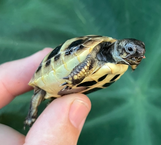 Eastern Hermanns Tortoise Hermann's Tortoise by Cameron Lamb Exotics