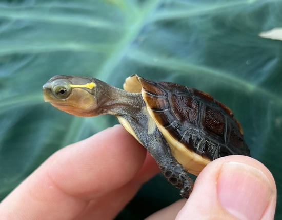 Chinese Box Turtles by Cameron Lamb Exotics