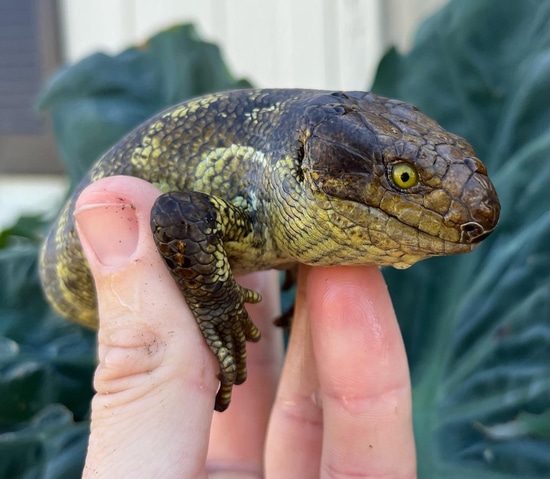 Monkey Tail Skinks Monkey-Tailed Skink by Cameron Lamb Exotics