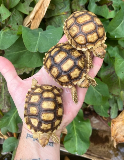 Well Started Sulcata Tortoise by Cameron Lamb Exotics