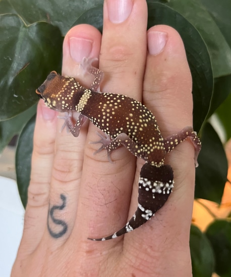 Australian Barking Geckos U. Milii Knob-Tailed Gecko by Cameron Lamb ...