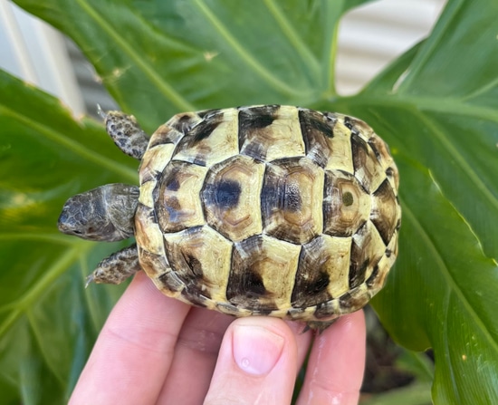 Eastern Hermanns -Well Started Hermann's Tortoise by Cameron Lamb Exotics