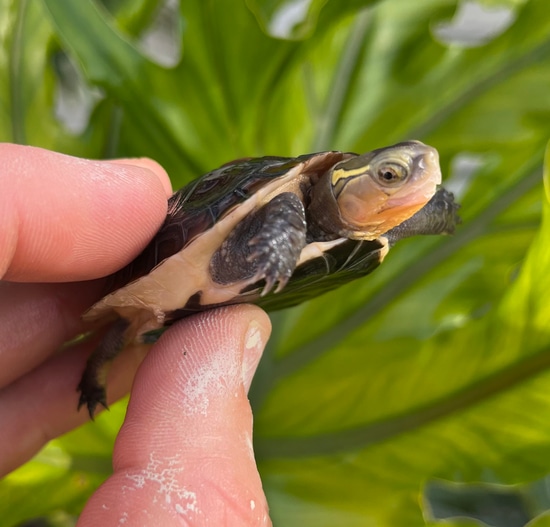 Chinese Box Turtles by Cameron Lamb Exotics