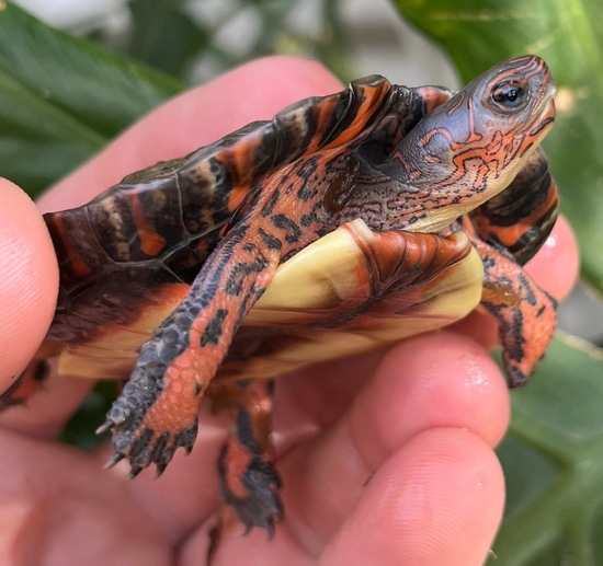 Honduran Wood Turtles by Cameron Lamb Exotics