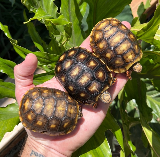 Red Foot Tortoises Red-Footed Tortoise by Cameron Lamb Exotics