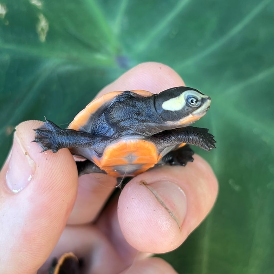 Pink Belly Sideneck Side-Necked Turtle by Cameron Lamb Exotics
