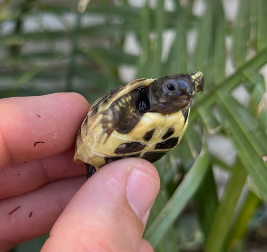 Easter Hermanns Hermann's Tortoise by Cameron Lamb Exotics