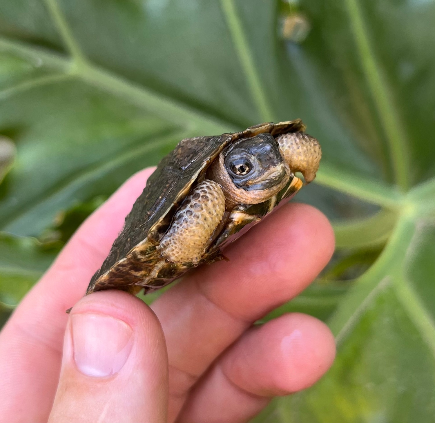 North American Wood Turtle by Cameron Lamb Exotics - MorphMarket